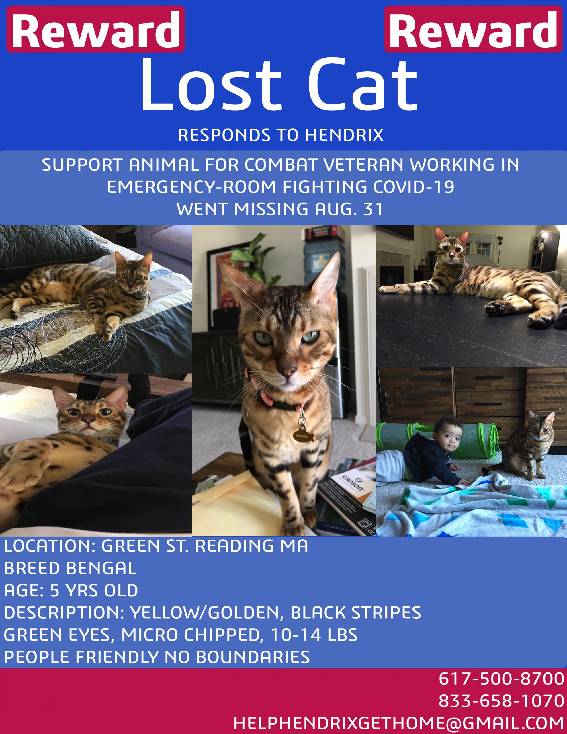 Lost Cat – The Reading Post