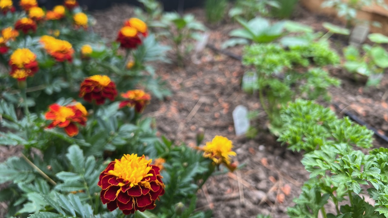 Community Garden at Mattera Cabin Officially Opens – The Reading Post