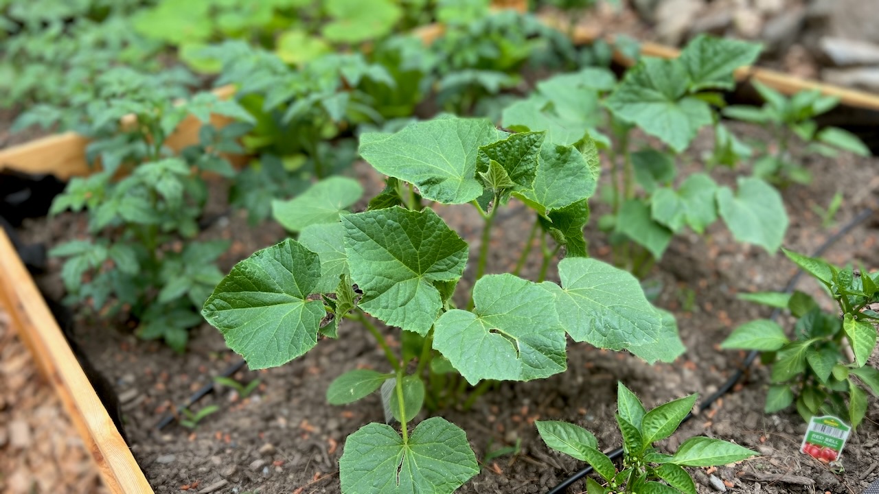 Community Garden at Mattera Cabin Officially Opens – The Reading Post