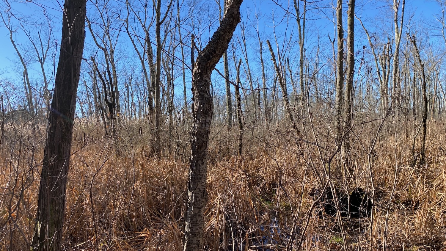 Reading Open Land Trust Acquires Land on Grove Street – The Reading Post