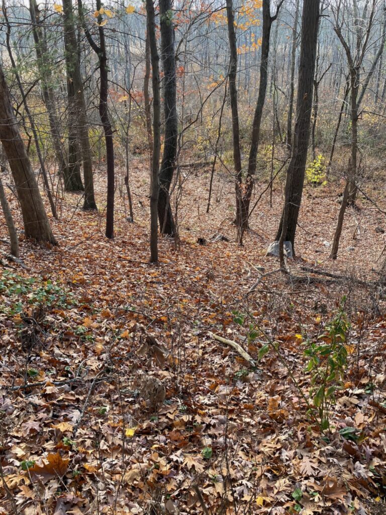 Reading Open Land Trust Acquires Land on Grove Street – The Reading Post